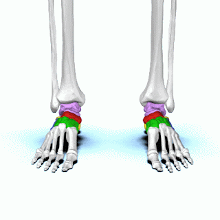 Anatomy: Arches of Foot By Geeta goswami.