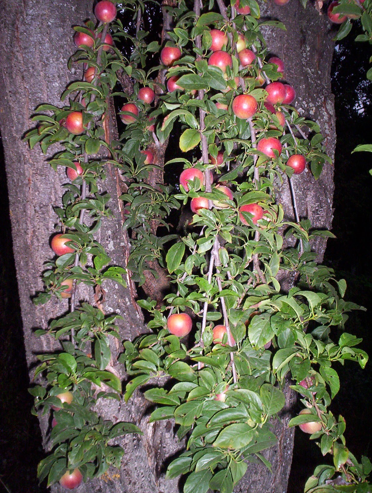 Despre gradini si alte cele: Corcodus de august