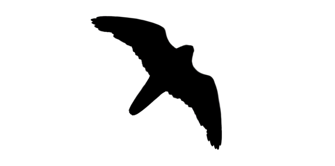 Utah Birders | Birding Blog, Utah Birds, Utah Birding, Utah Bird ID ...