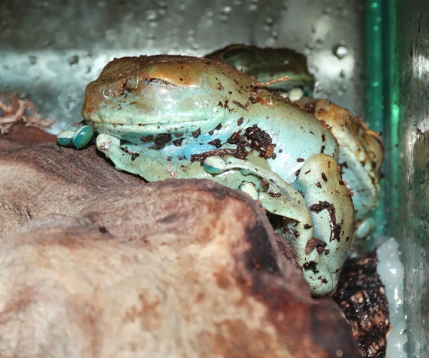 Reptiles Amphibians & Fish: NEW ADDITIONS OF RUBY EYED TREE FROGS ...