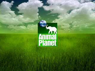 History of All Logos: All Animal Planet Logos