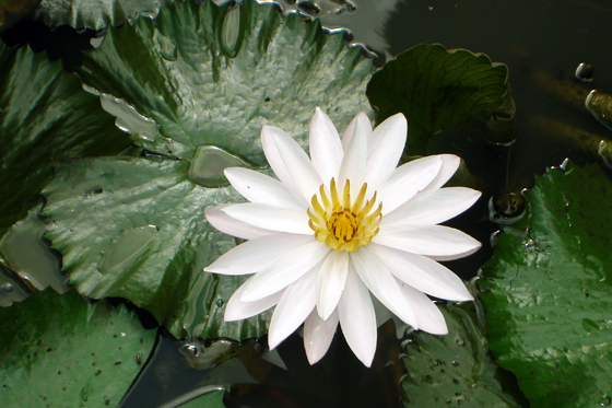 A simbologia da Flor de Lótus