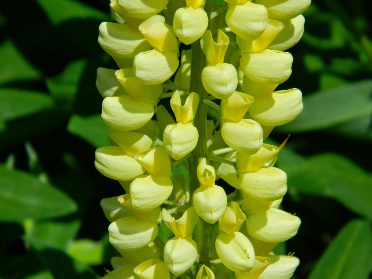 LA MULTI ANI, ROMANIA!: Prim planuri cu flori colorate de cafeluta (lupin)