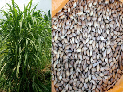 PIA Western Mindanao: Adlai: another staple to ensure food security