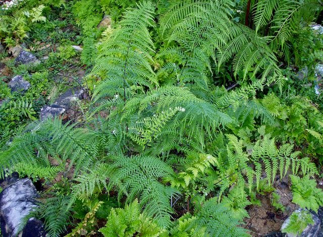 Pakis Perak – Ceropteris calomelanos Und | Tanaman hias bunga dan buah ...