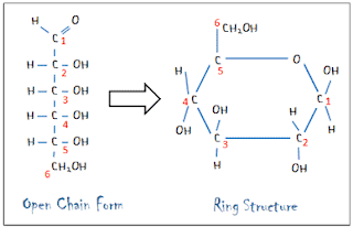 CARBOHYDRATES - Monosaccharides