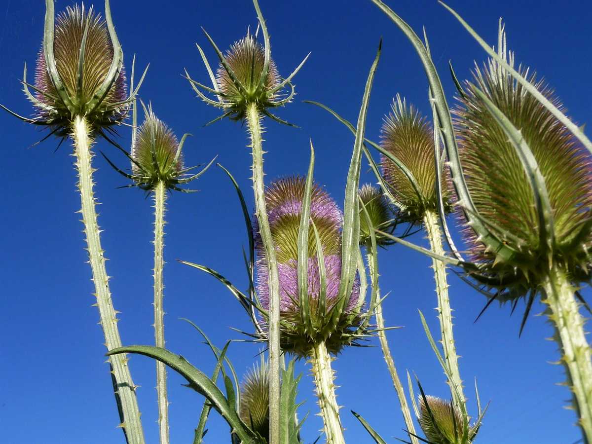 r o b i n 's y a r d: Dipsacus fullonum