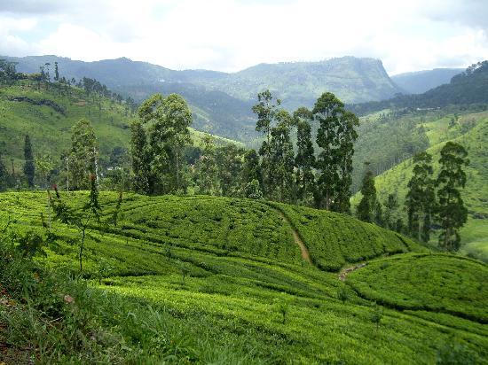 American History: The plantation elite were characterized by all of the ...