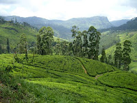 American History: The plantation elite were characterized by all of the ...