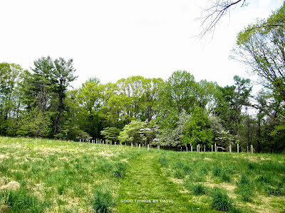 Layers in the Woodland