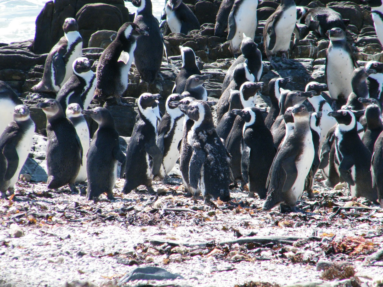 Robben Island Penguin Tracks: January 2012