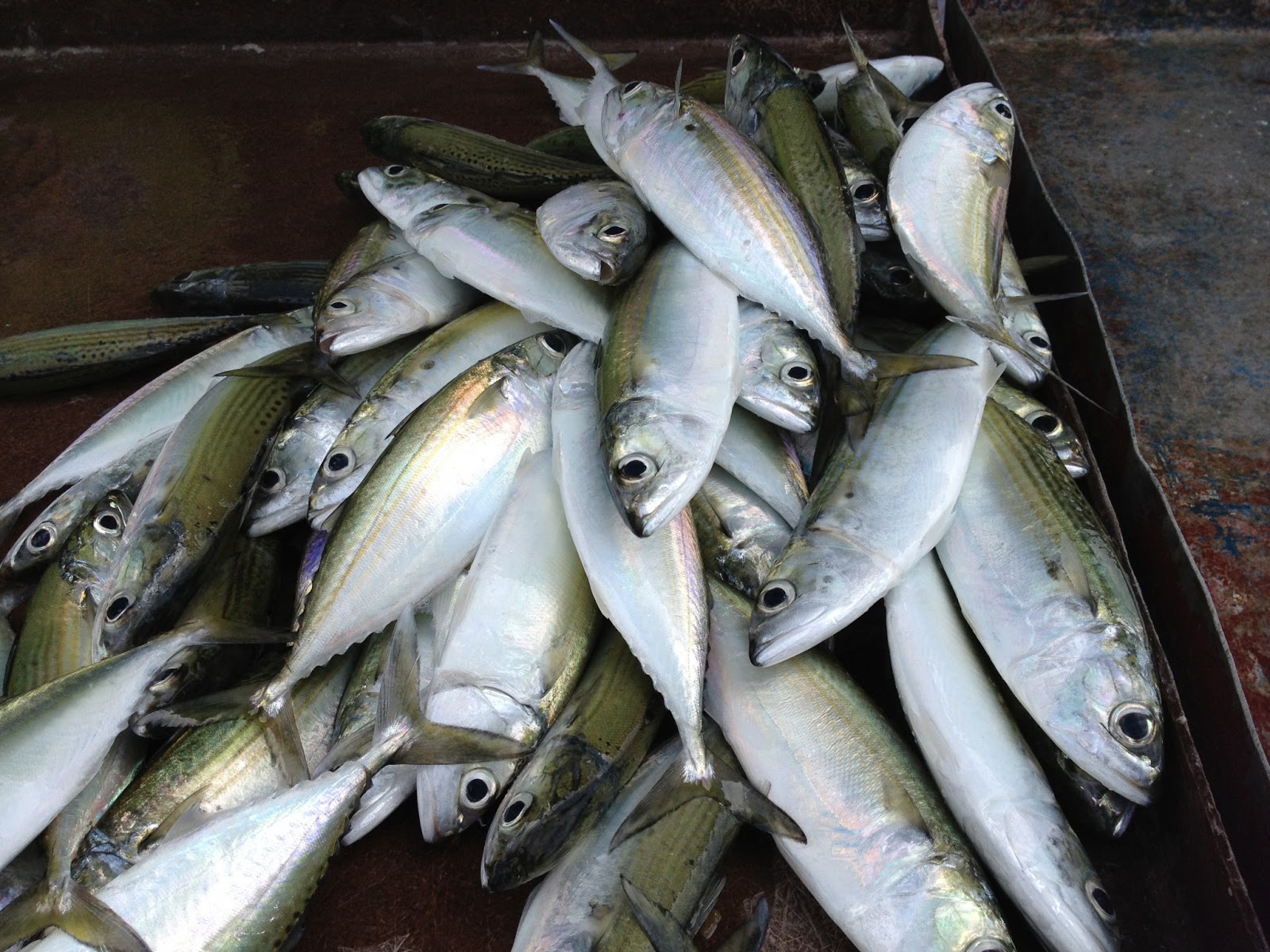 Ikan Segar dari Laut China Selatan