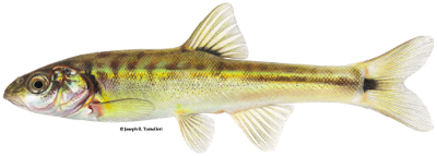 MOAPA DACE FISH ~ Everything About Fish