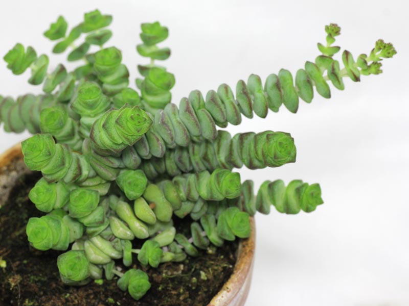 CRASSULA SPECIES ~ Cactus and suculents