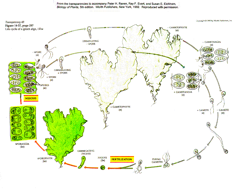 Senior Biology: Reproductive Strategies
