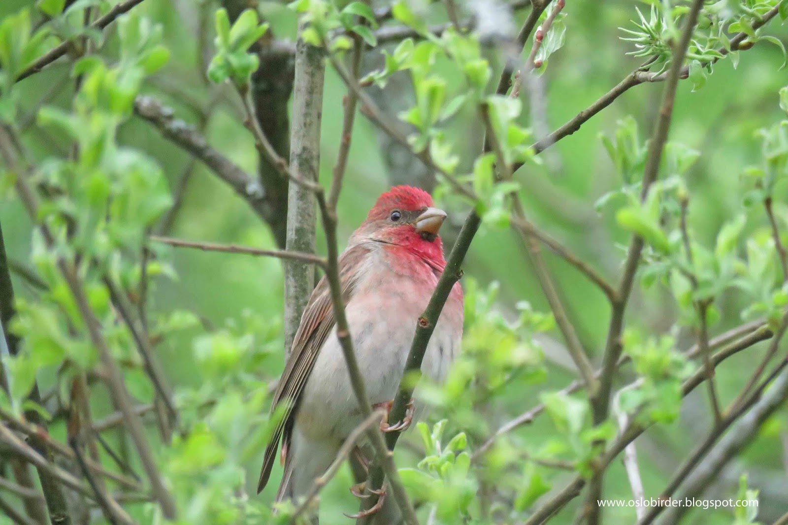 OSLO BIRDER: Rosefinch