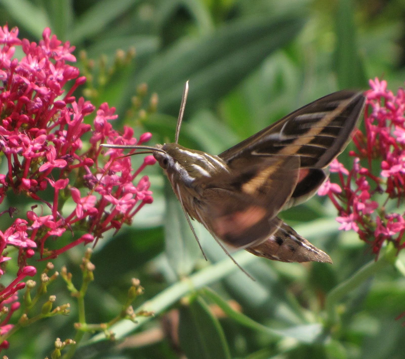Bug Eric: White-lined Sphinx ("Hummingbird Moth")