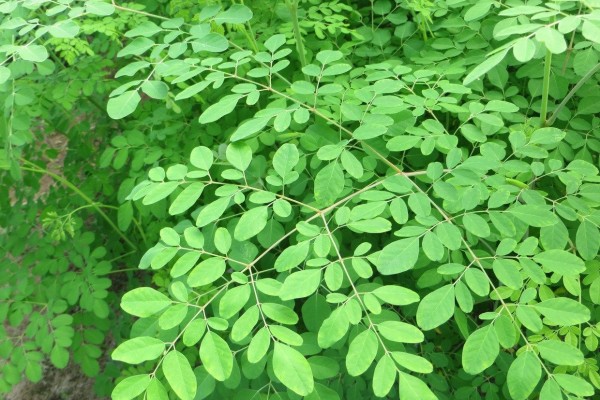 MORPHOS: Daun Majemuk