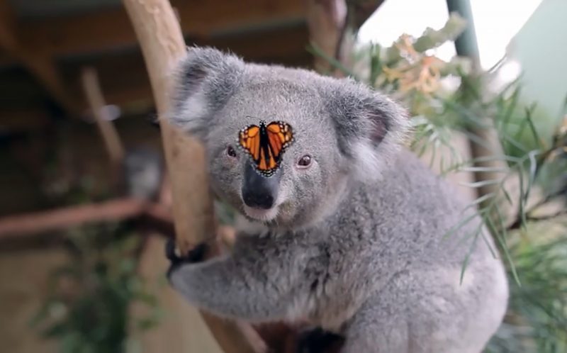 White Wolf : Priceless moment Koala and Butterfly form the most ...