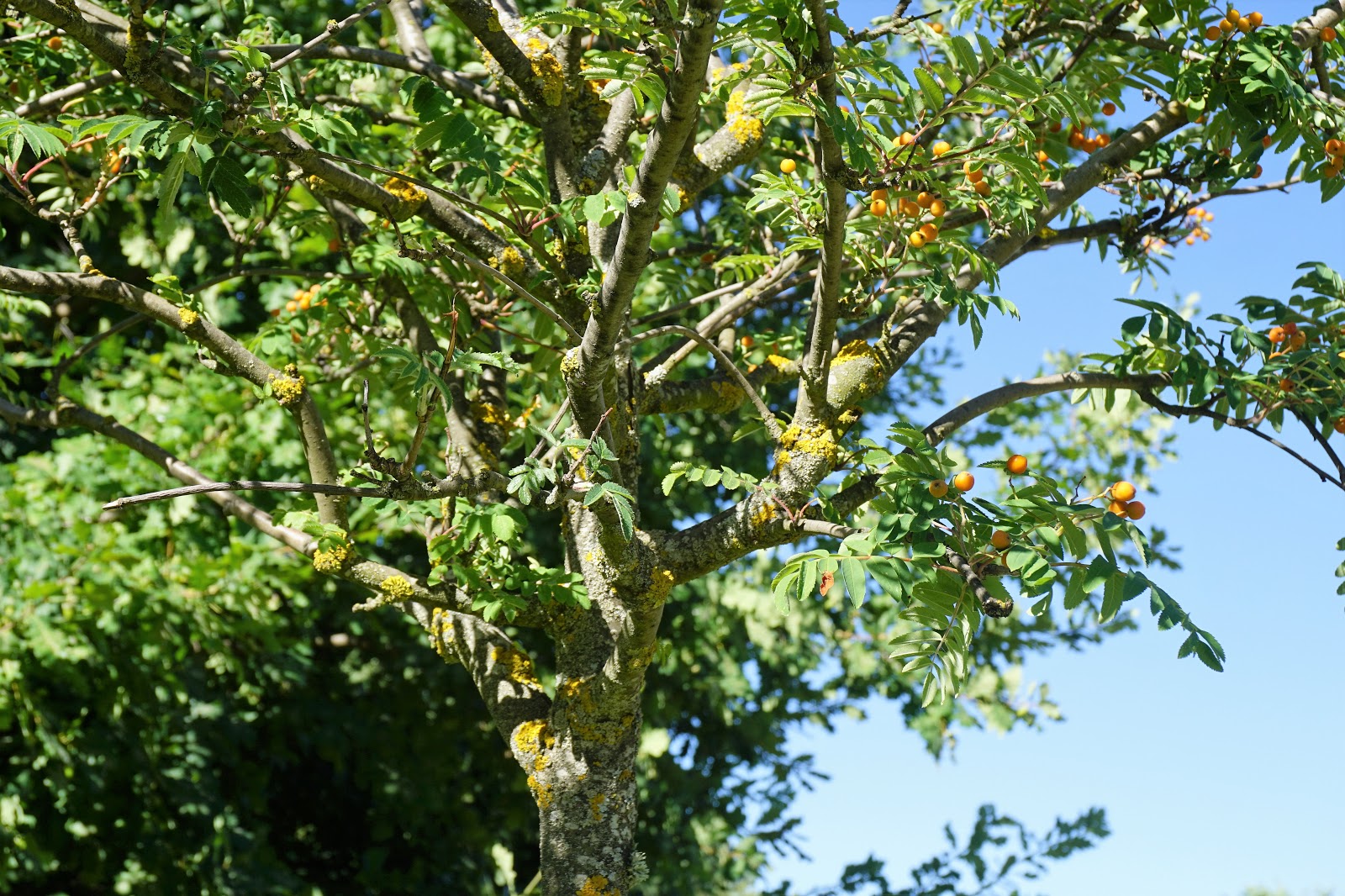 Plantas de Huerta Otea, Salamanca: Serbal silvestre, de los cazadores ...