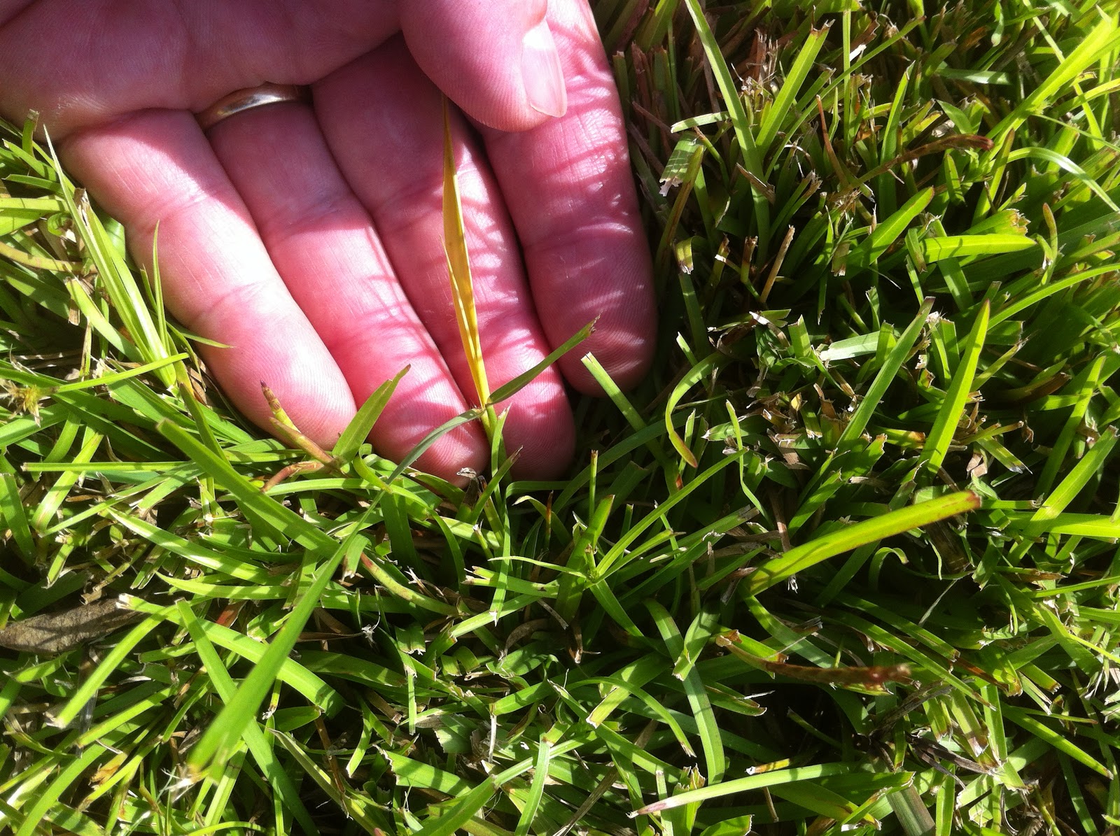 Torpedo Grass Control