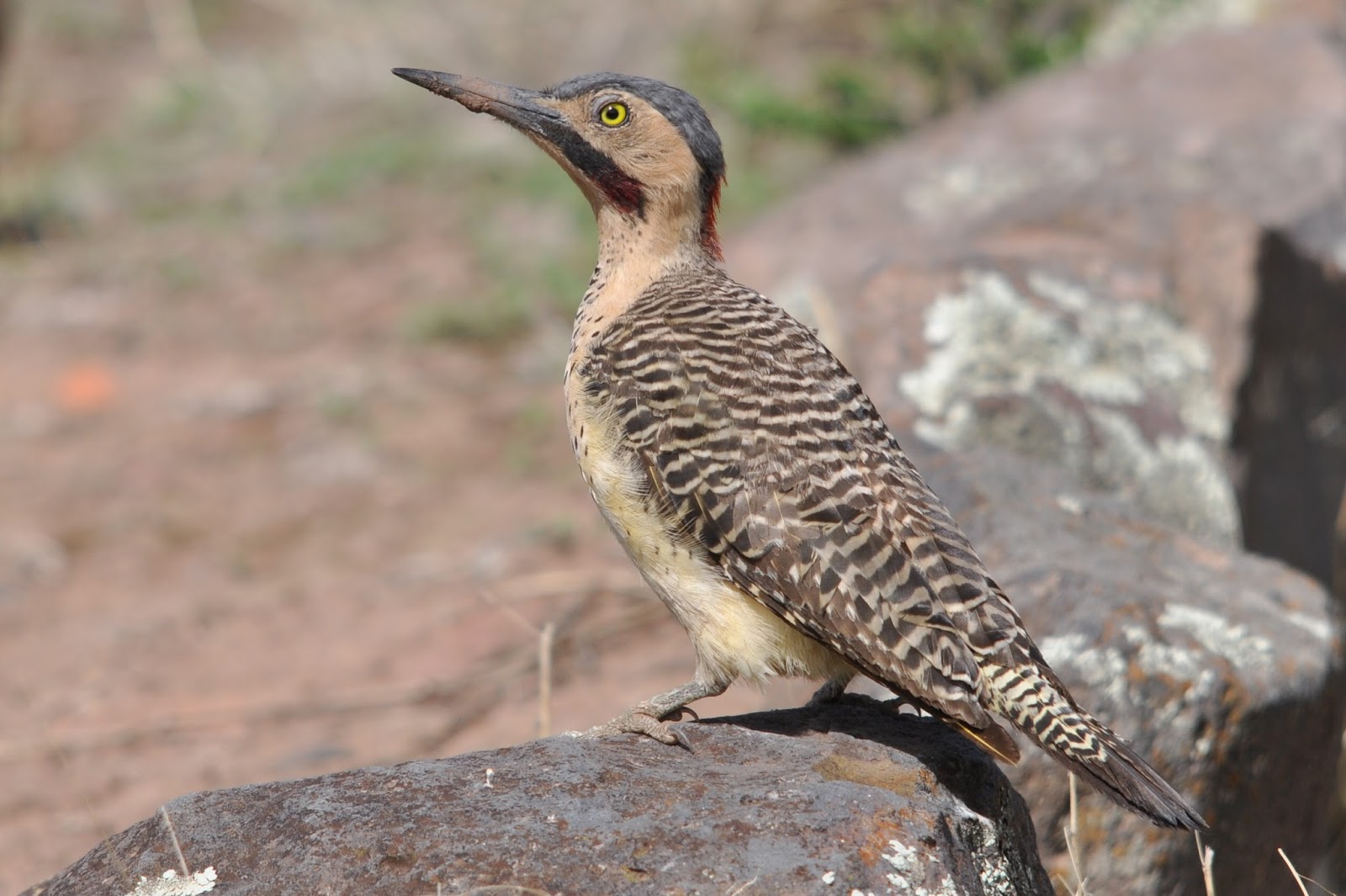 Woodpeckers of the World: Andean Flicker puna race