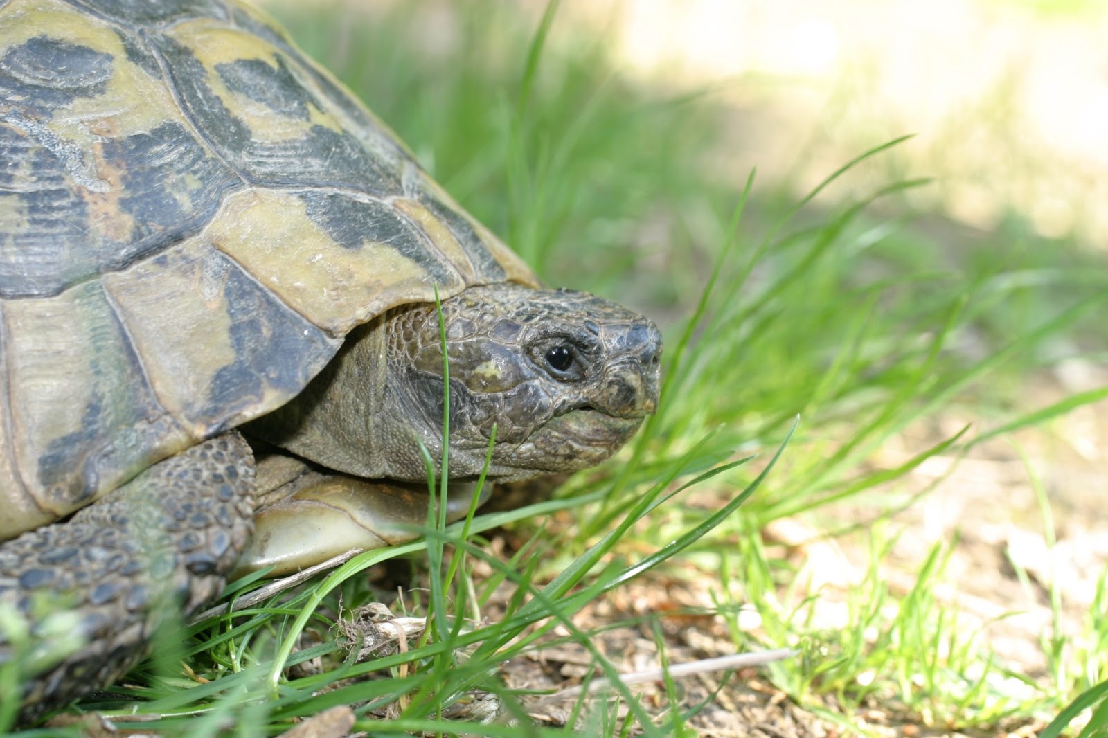 Society for Conservation Biology Europe Section: Where did the tortoise ...