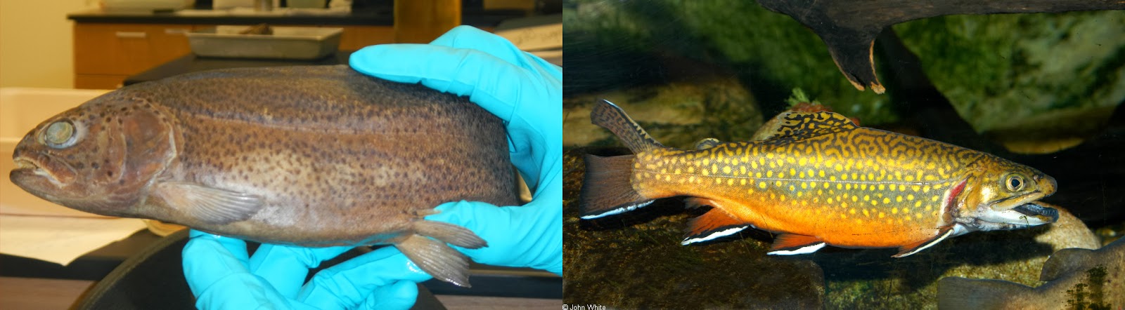 JCU Aquatic Resources : October 2013