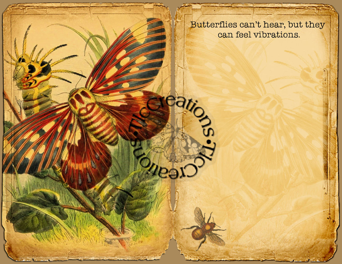 Create with TLC: Butterflies, Bees and Bugs....Plus a Freebie