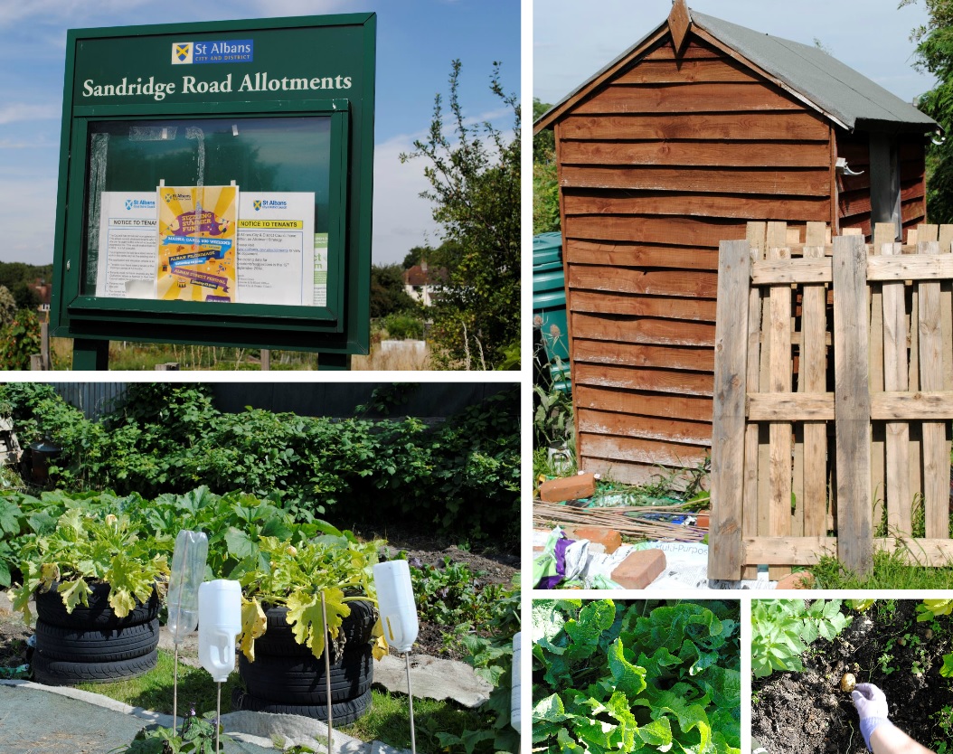 An Allotment Visit. | simply.food