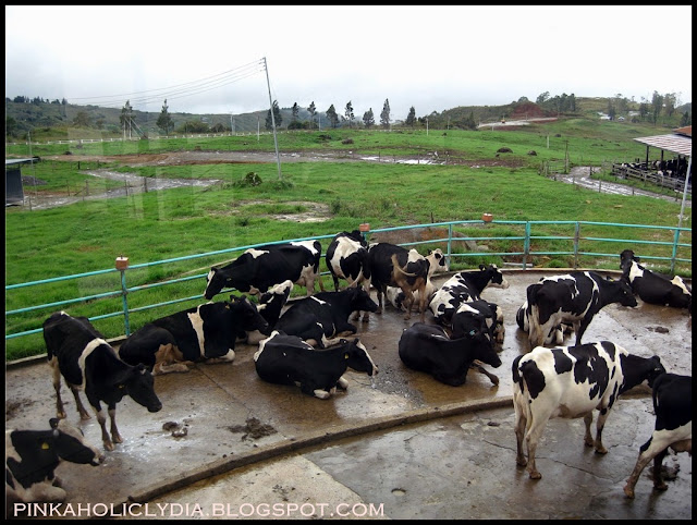 Pinkaholiclydia.blogspot.com : Kundasang, Sabah: Desa Daily Farm