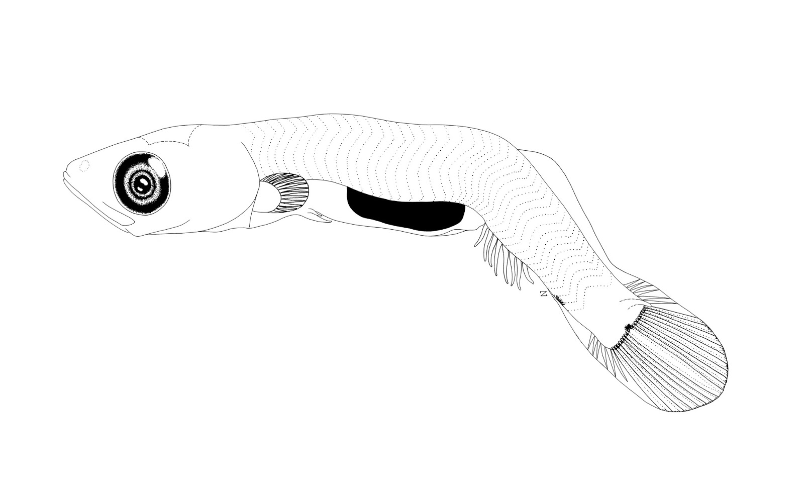 Ictioplancton en Chile: Dibujos de larvas de peces recolectados cerca ...