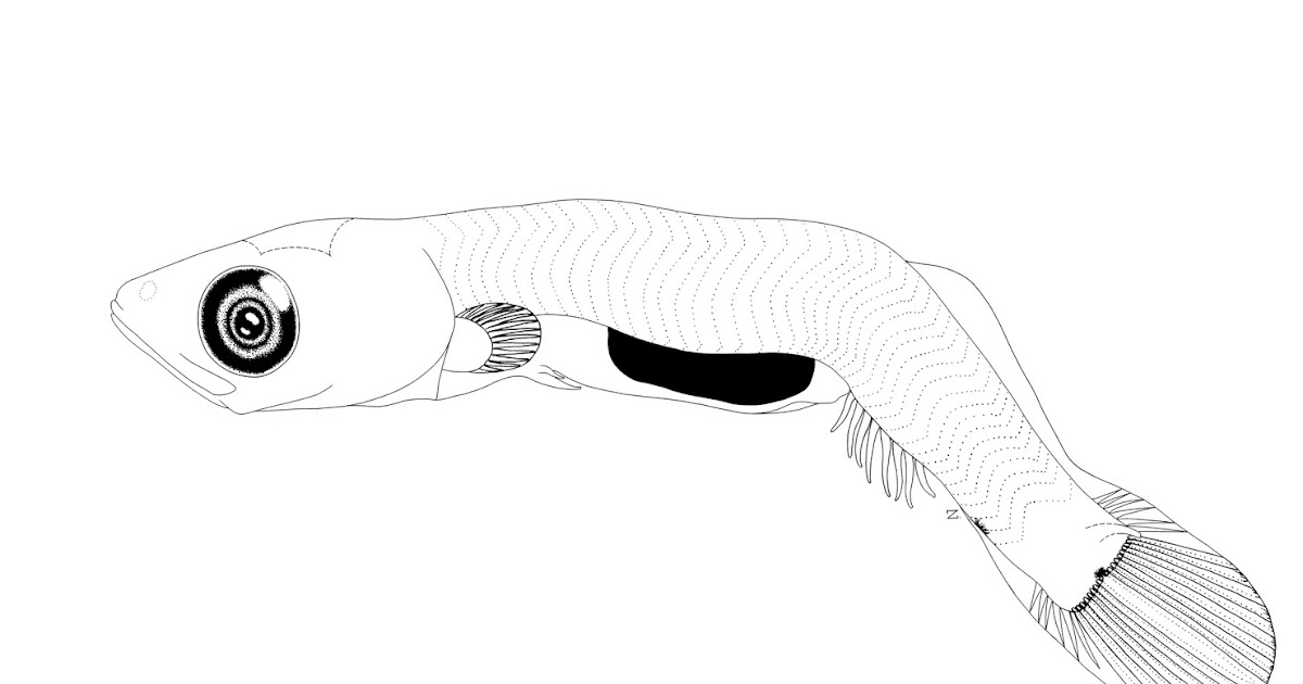 Ictioplancton en Chile: Dibujos de larvas de peces recolectados cerca ...