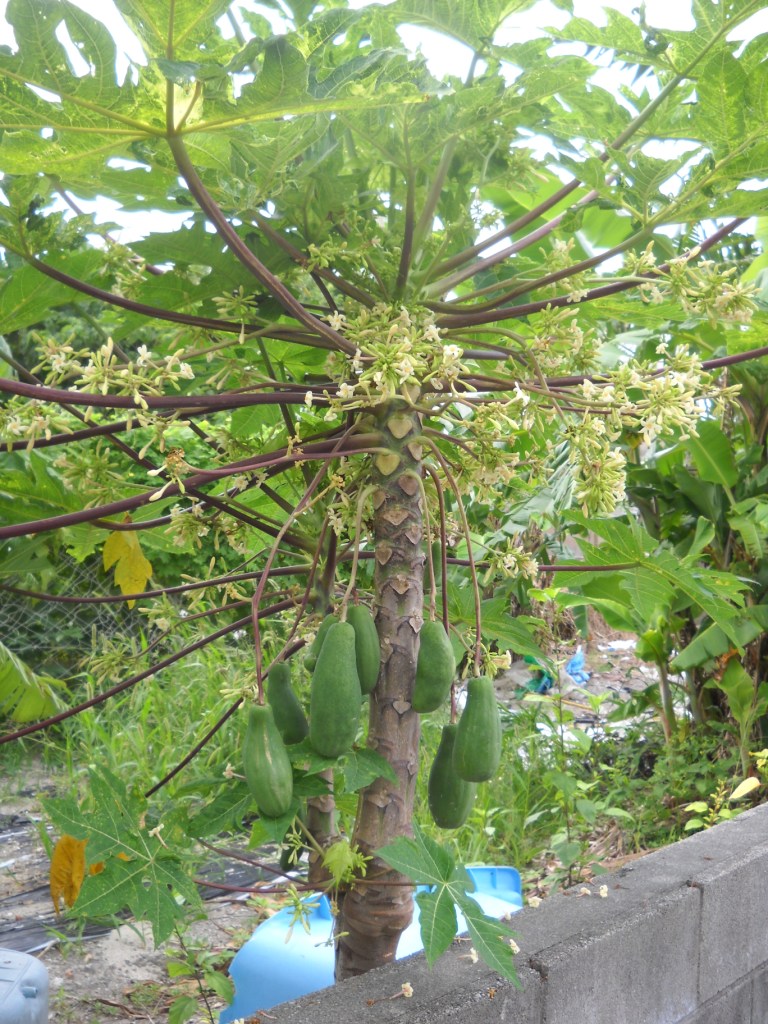 Alishan on the Move: Kerama Retto Again