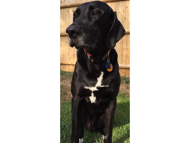 Gabi the Dog Has a Blog!