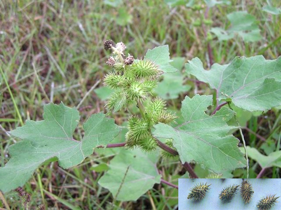 Xanthium fruit (Cang'erzi)-Xanthium sibiricum-Fructus Xanthii Sibirici ...