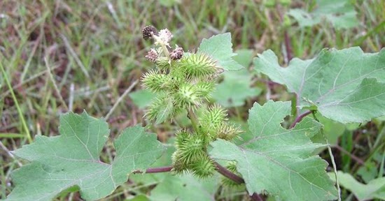 Xanthium fruit (Cang'erzi)-Xanthium sibiricum-Fructus Xanthii Sibirici