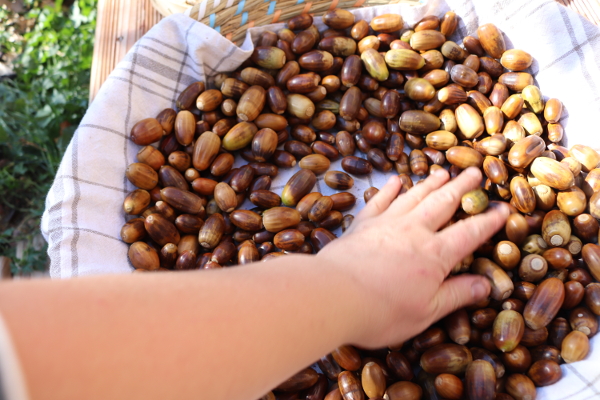 Préparer les Glands de Chêne