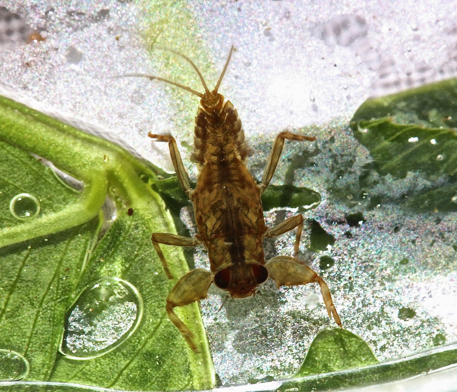 Aquatic Insects of Central Virginia: Drunella season: the spiny crawler ...