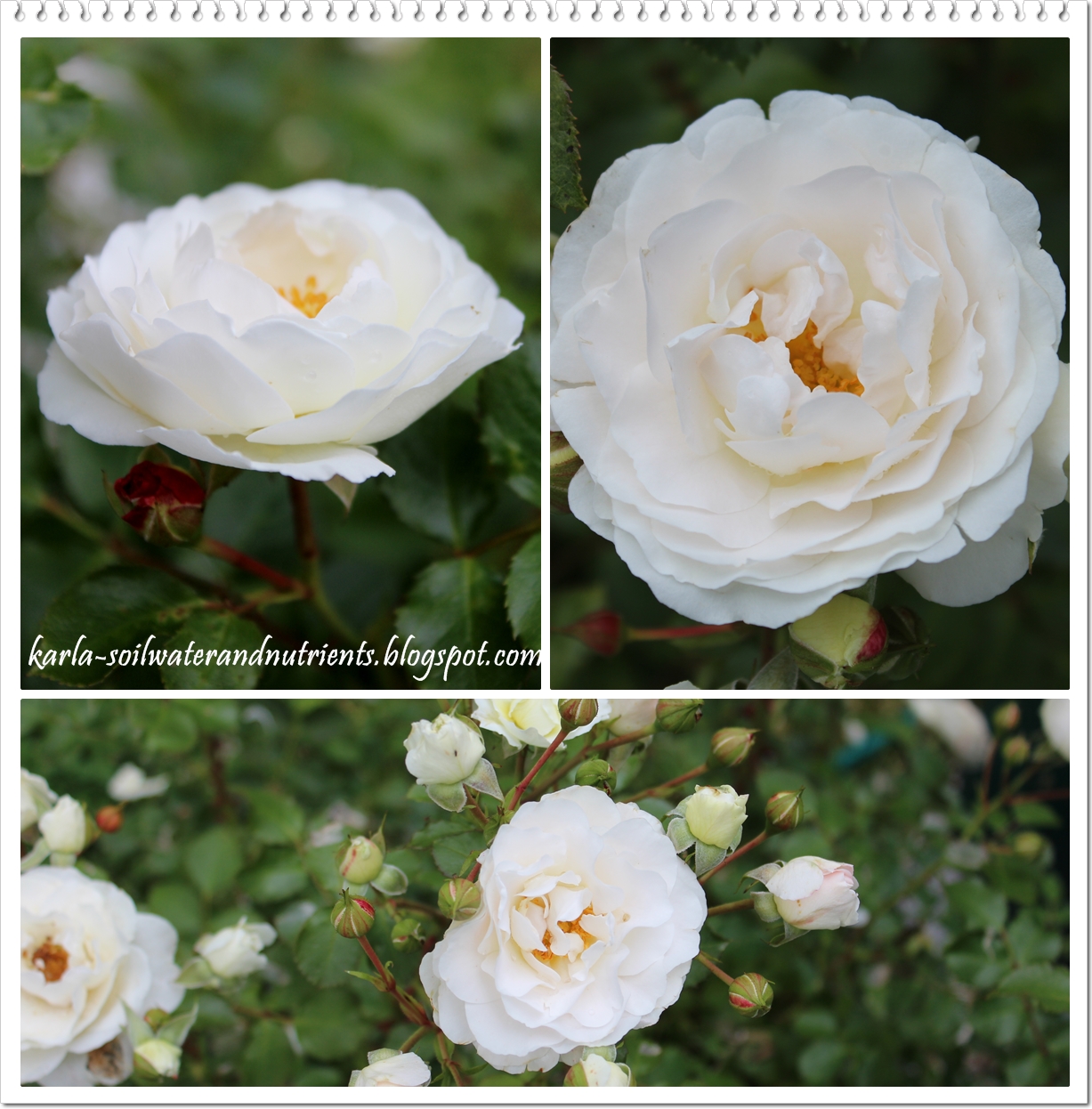 KARLA-soil, water and nutrients: SNOWDRIFT ROSEN