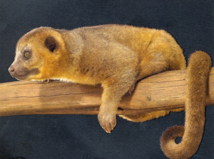 Perro de monte "Potos flavus": Clasificación Taxonómica