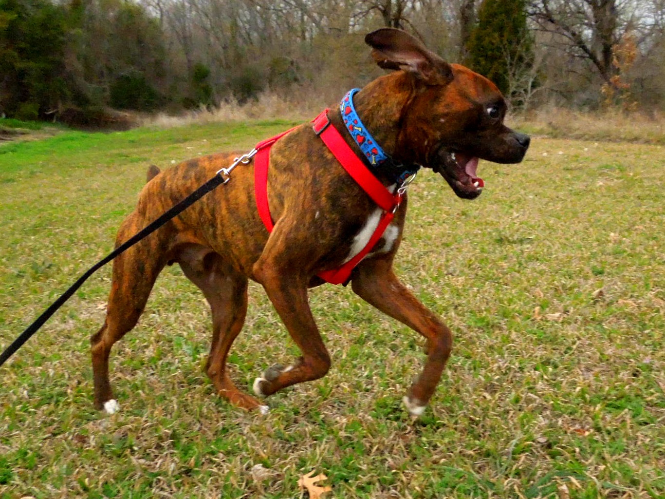 Matilda s Boxer Banter LEAP For Joy matilda-s-boxer-banter-leap-for-joy
