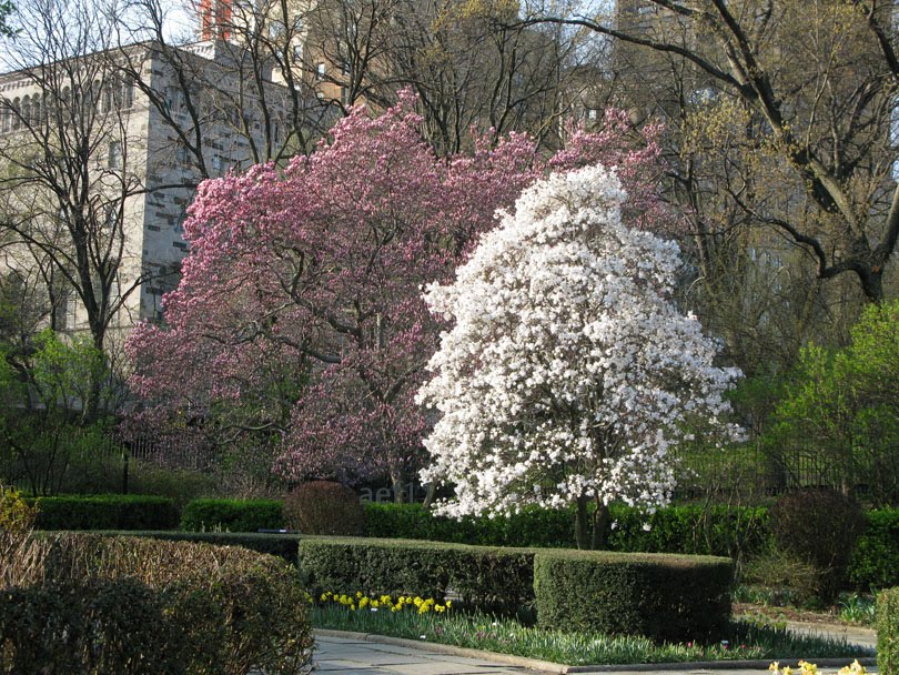 arborboy: Tree of the Week: Magnolia stellata