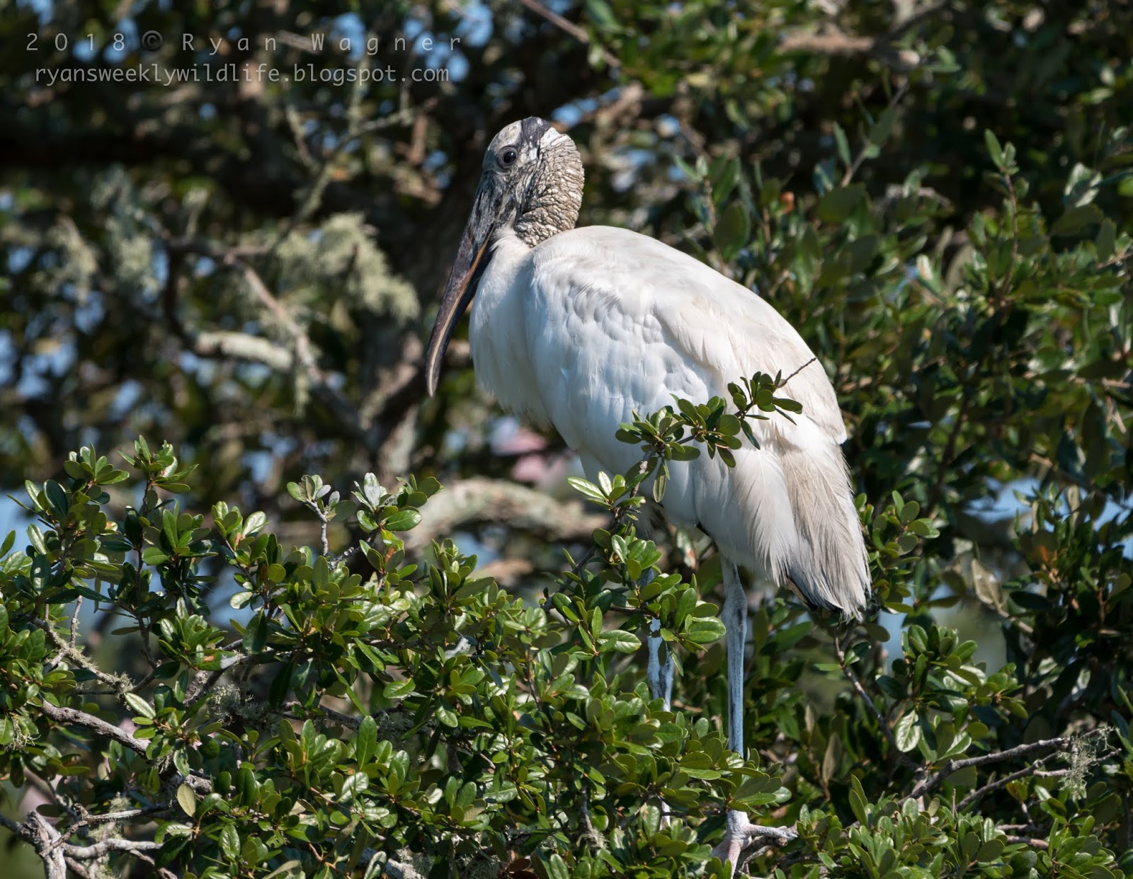 Field Life: Birding South Carolina: Herons and Heat Exhaustion