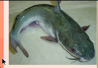 catfish farming, feed production and fries hatchery infomation: TYPES ...