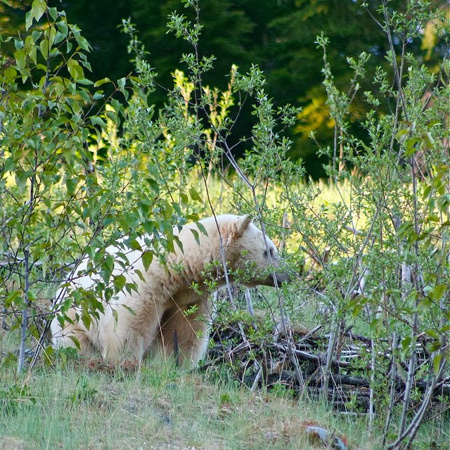 The Kermode Bear: Spirit Bear of British Columbia | The Ark In Space