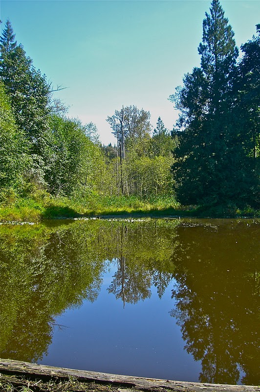 Around Puget Sound and Beyond: Hiking -- Redmond's Watershed Preserve ...