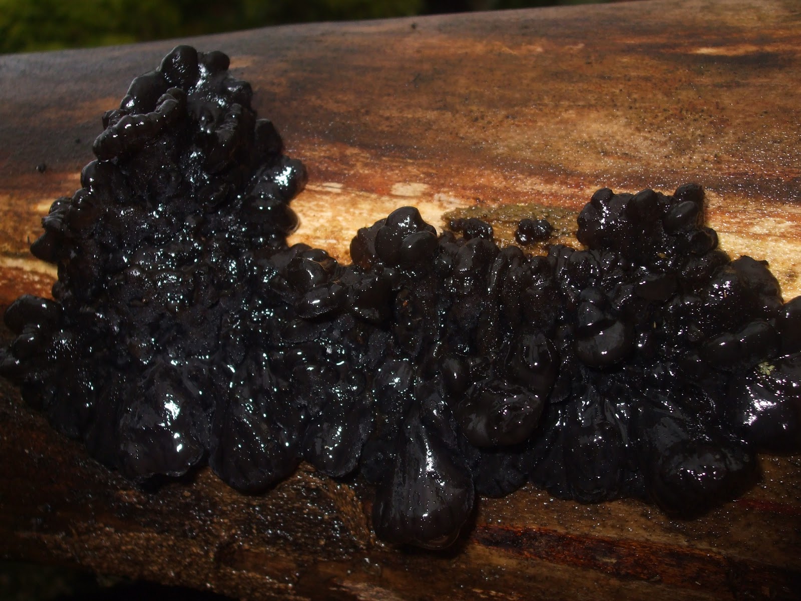 Calderdale Fungi - Halifax Scientific Society - Mycology Section: March ...