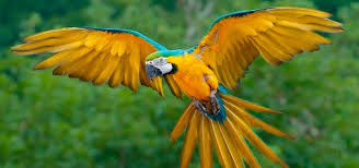 La clase de Laura: Sebástian y la fauna y la flora de Río de Janeiro