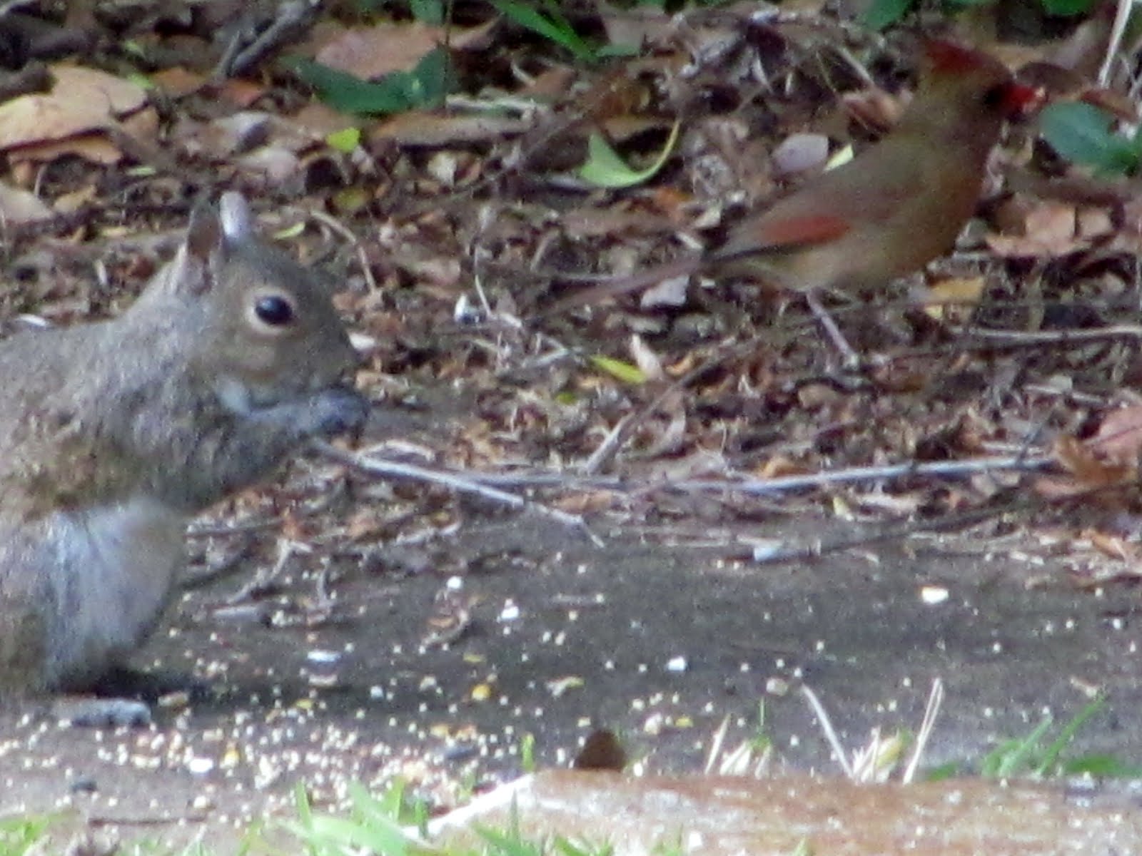 Foster's Backyard Bird Sanctuary: Today's Fun!